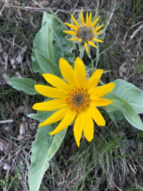 Arrowleaf Balsamroot: What is it and Why is it Significant to The ...